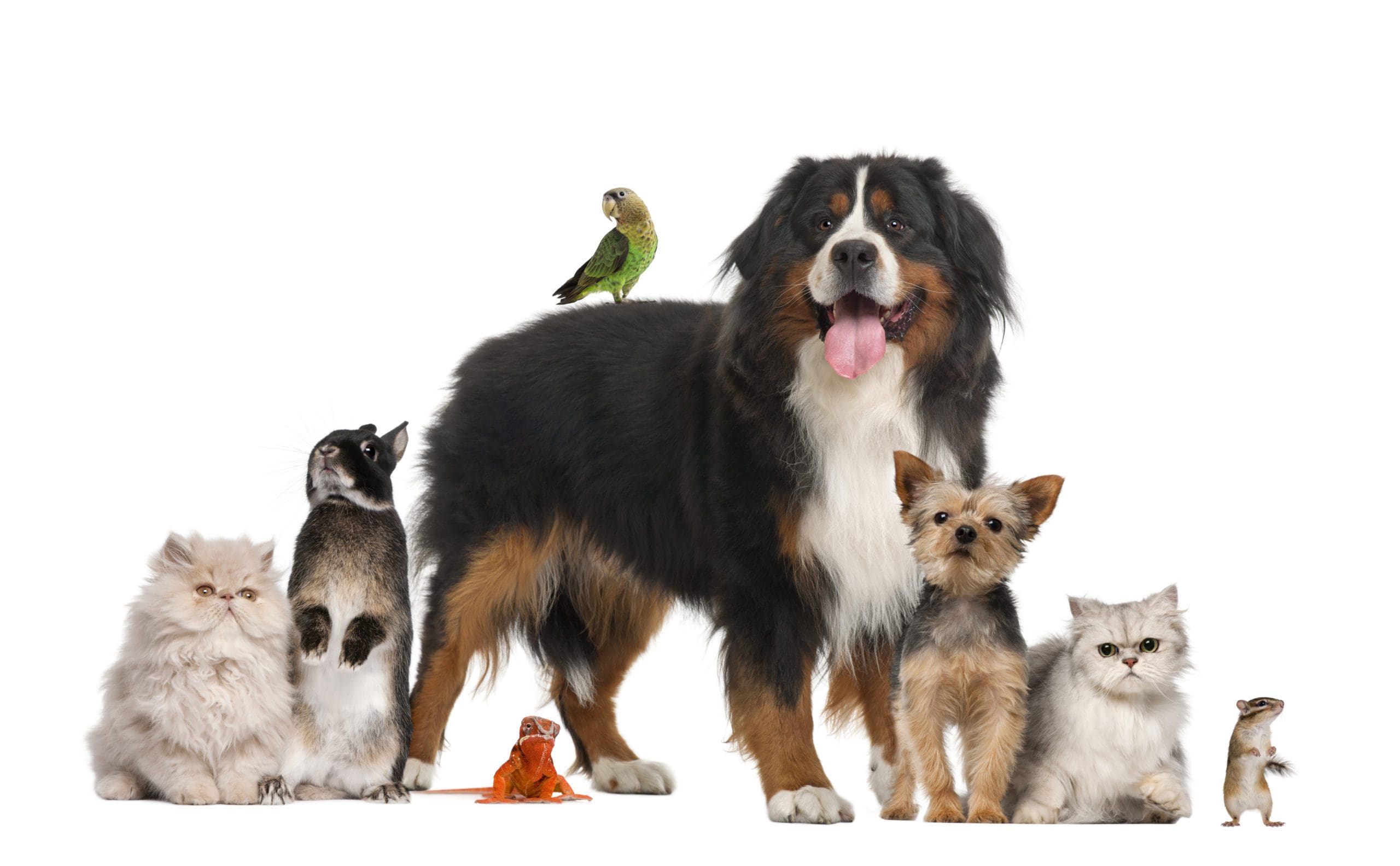 Audits for Animals | Watchdog Management Services